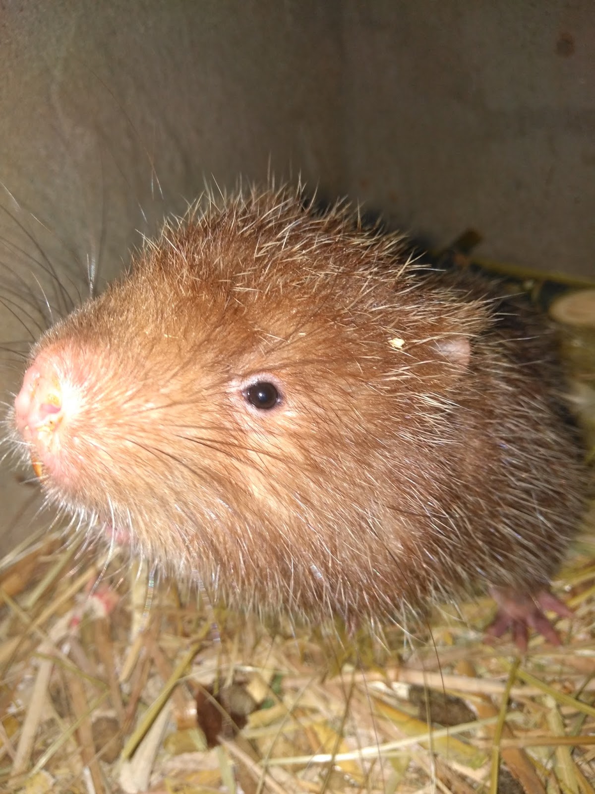 Blog về quá trình nuôi con dúi của Khoa Cao: Hình Ảnh Con Dúi Đẹp