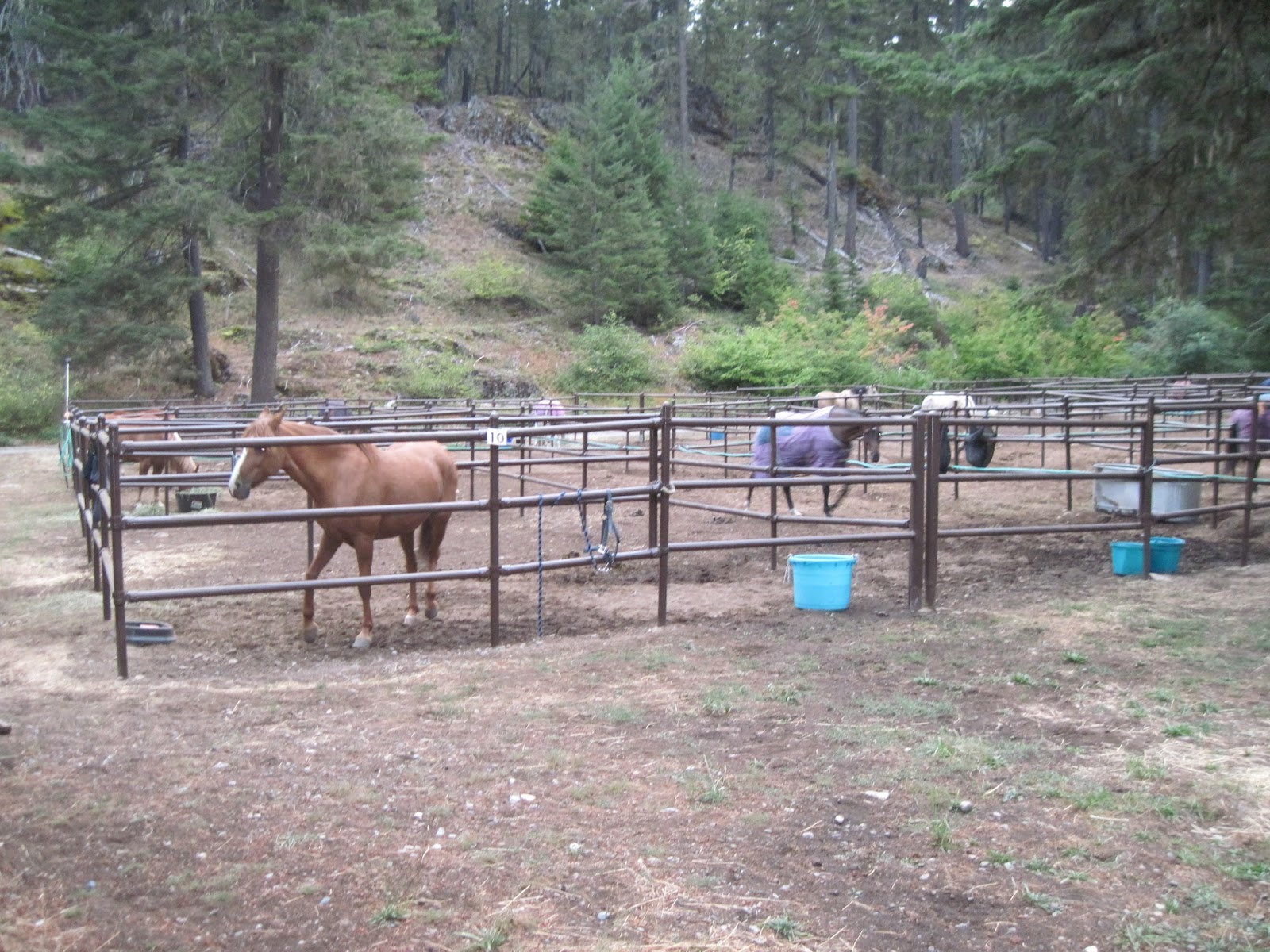 Holly's Horse Tales and Trails: Cayuse Horse Camp, Tucquala Meadows ...