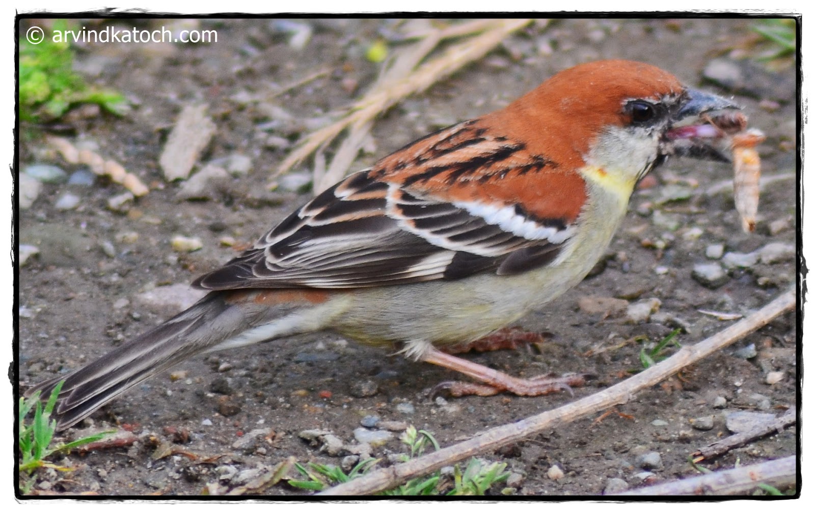 Russet Sparrow (Passer rutilans) Pictures and Detail