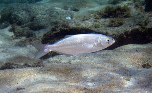 ANCHOVA (Pomatomus saltatrix)