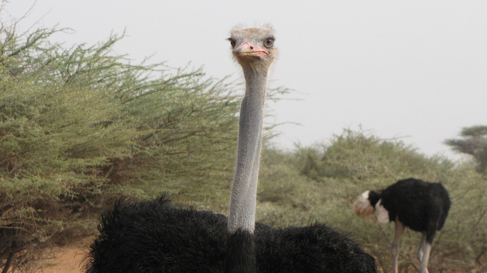 Taylor Walters Denyer: Family Fun in Djibouti Part II: Decan Wildlife ...