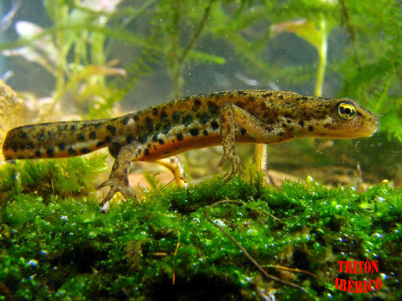 El Tritón Ibérico