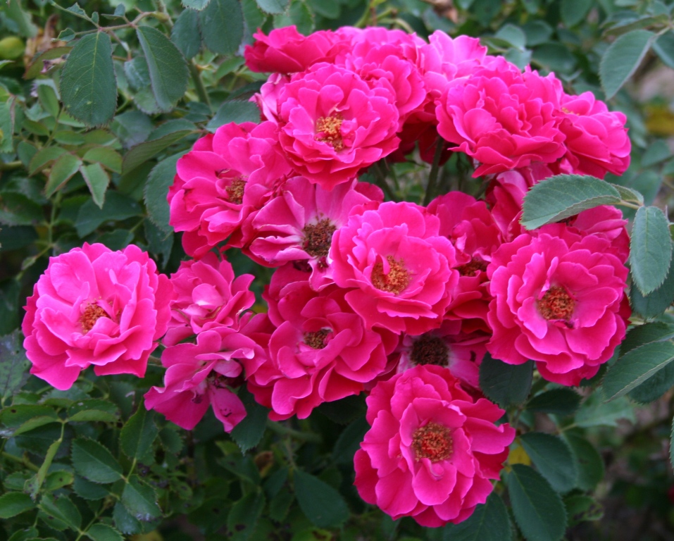 Garden Musings: John Franklin