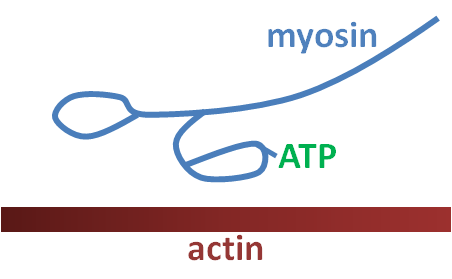 Myosin Definition Anatomy Anatomy Drawing Diagram