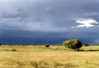 ECOSISTEMAS: Ecosistema de Sabana