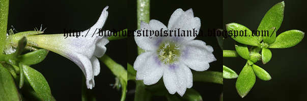 Biodiversity of Sri Lanka: Creeping Lickstoop (Dentella repens)