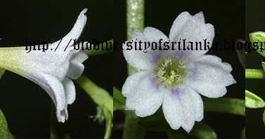 Biodiversity of Sri Lanka: Creeping Lickstoop (Dentella repens)