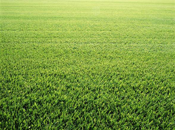 El Blog Turrito: Pasto para tus Walls