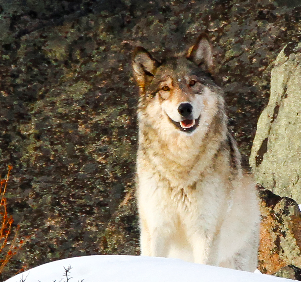 LOBO, UM ESPIRITO MISTICO DA NATUREZA - O Último Reduto - "Nasci Para ...