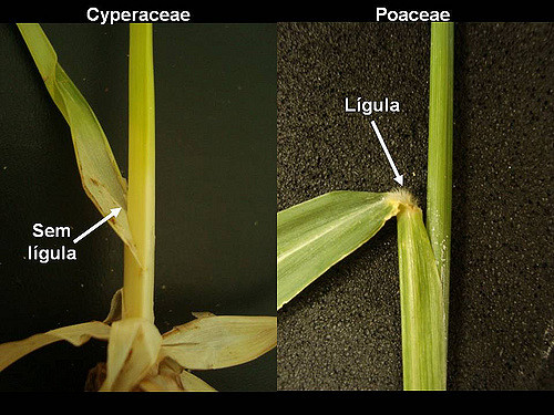 Lígula - Botánica integra
