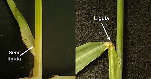 Lígula - Botánica integra