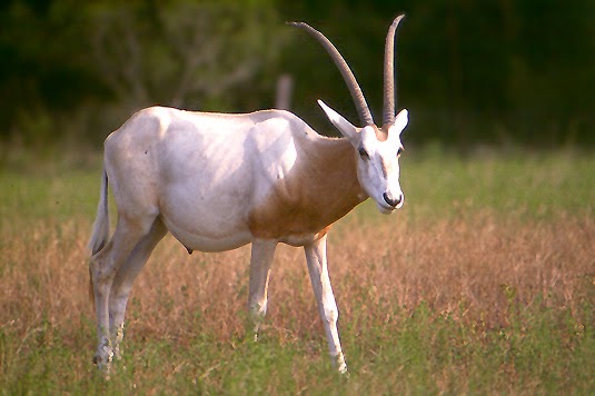 Scimitar Horned Oryx Animals | Amazing Facts & Latest Pictures | All ...