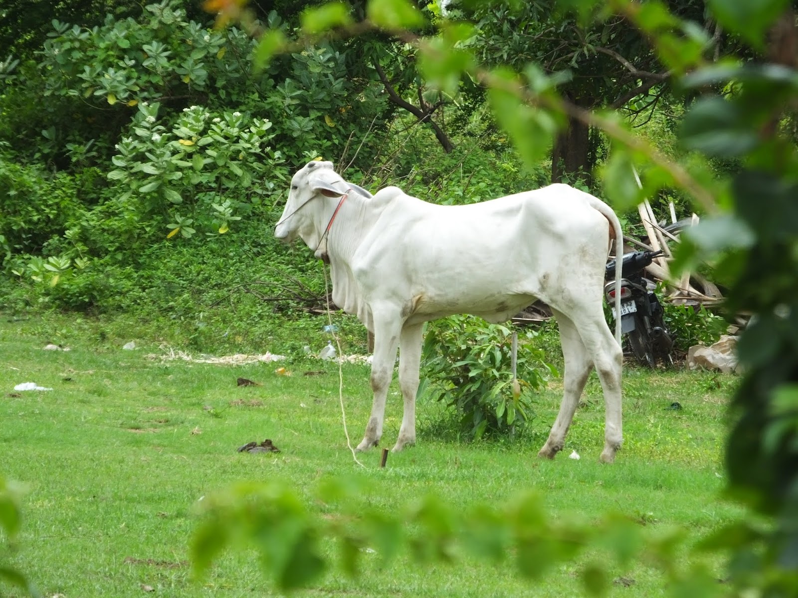 Cambodia cows