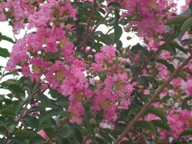 De Tudo Um Pouco!: Resedá