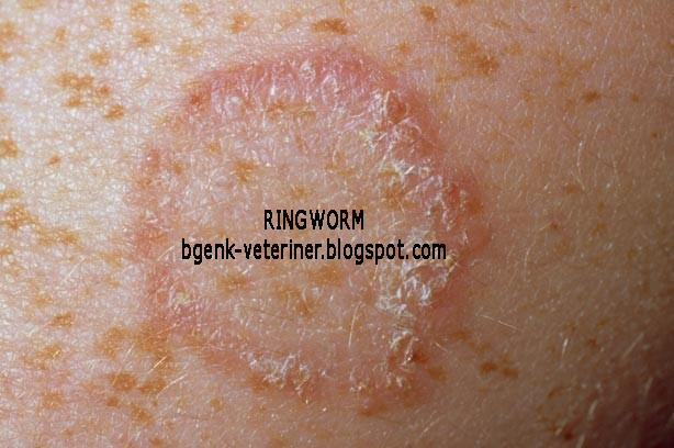 VETERINER & KEGALAUAN: Permasalahan dan Penanggulangan Trichophyton sp ...