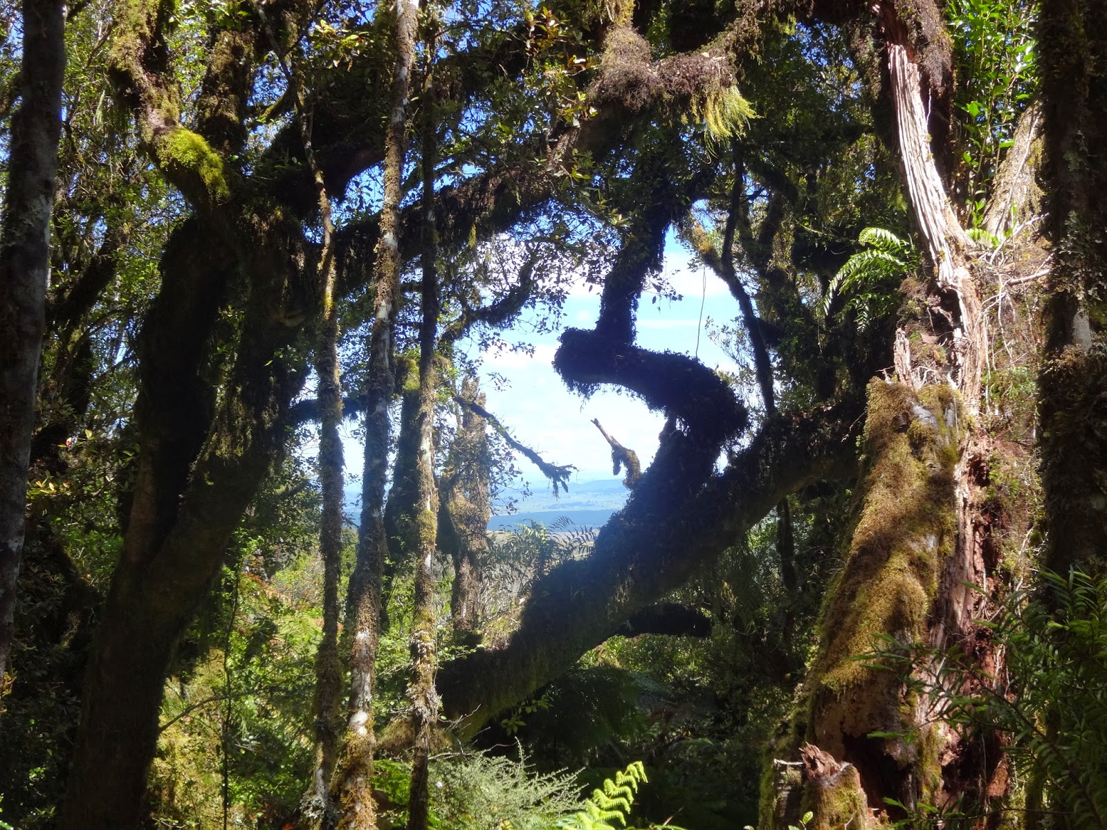 Te Araroa - The Long Pathway: Days 51-55: Pureora Forest