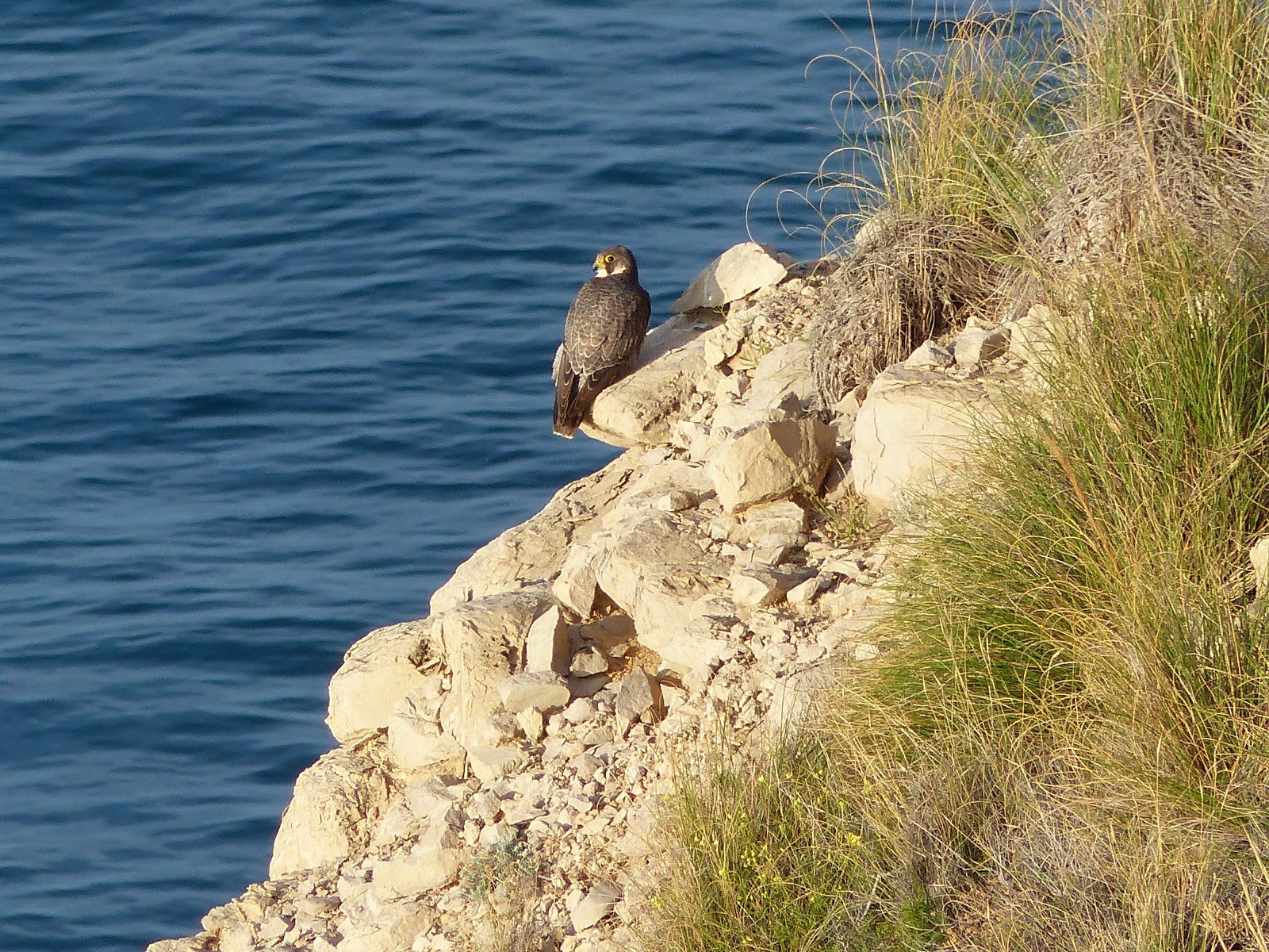 Toni l' abellerol: Falco peregrinus , ja volen de penya segat a penya ...