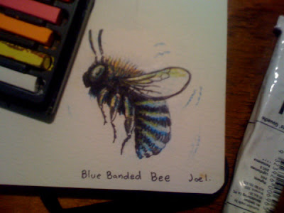 Joel Tarling's Fieldnotes: Weekly drawing 30: Blue Banded Bee