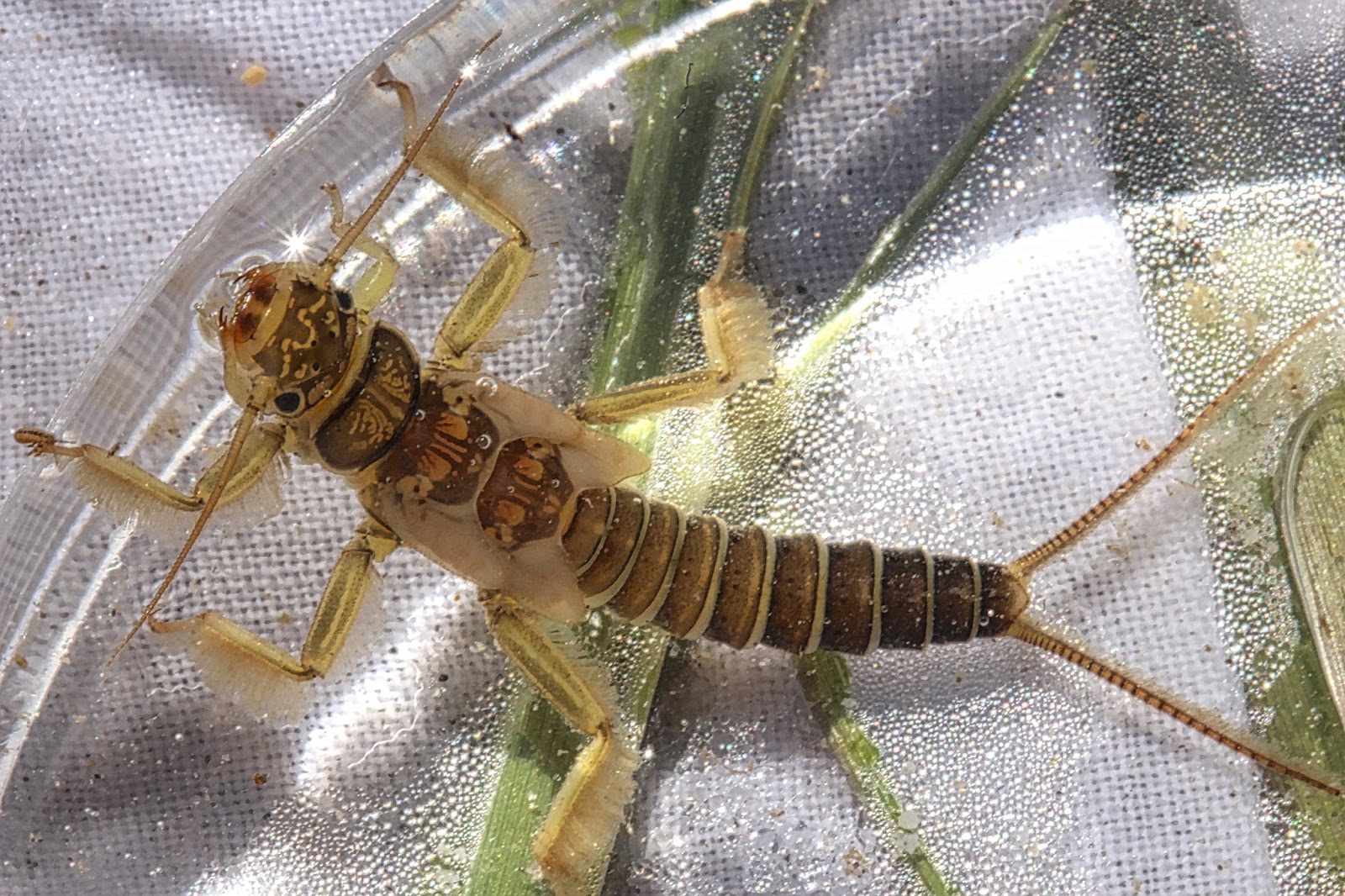 Aquatic Insects of Central Virginia: A Montana Sampler: Lots of New ...