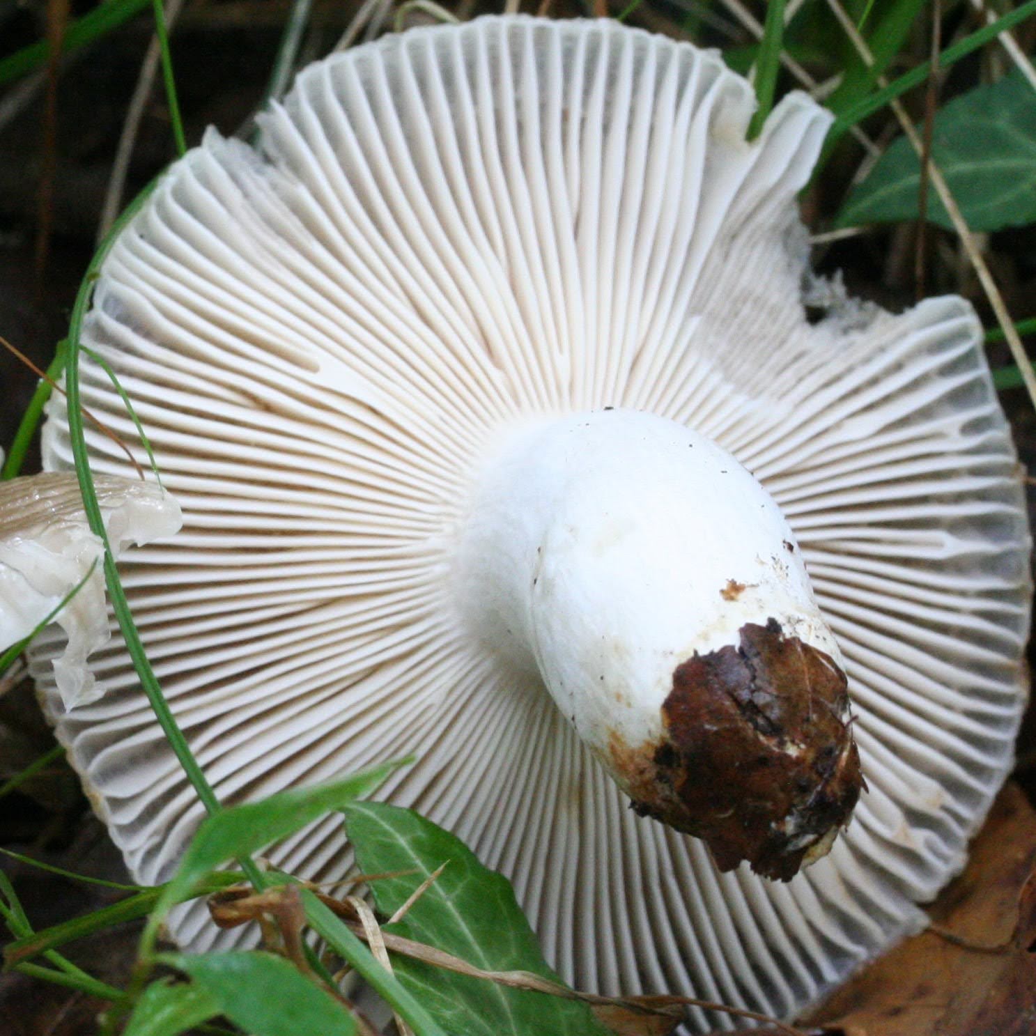 Guía de Setas y Hongos de Navarra.: Russula pectinata (Bull)Fr,ss Cke