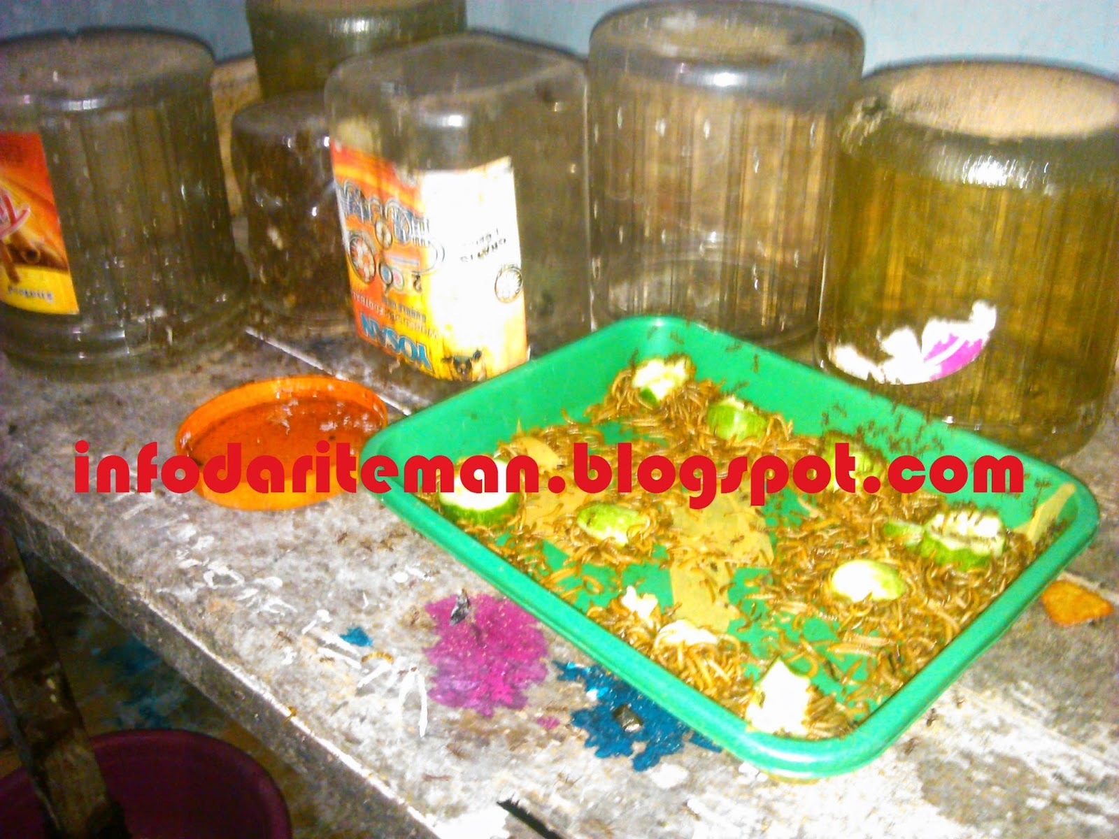 Jual Bibit Semut Rangrang Budidaya Kroto