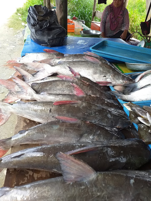 Budidaya Ikan Manyung - InfoAkuakultur.com