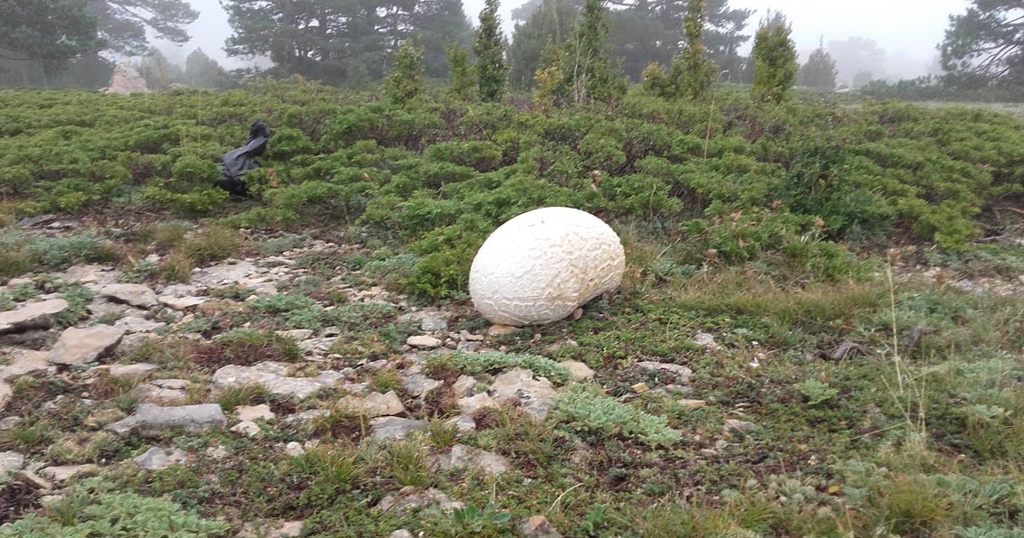NATURA VIVA: La Calvatia gigantea