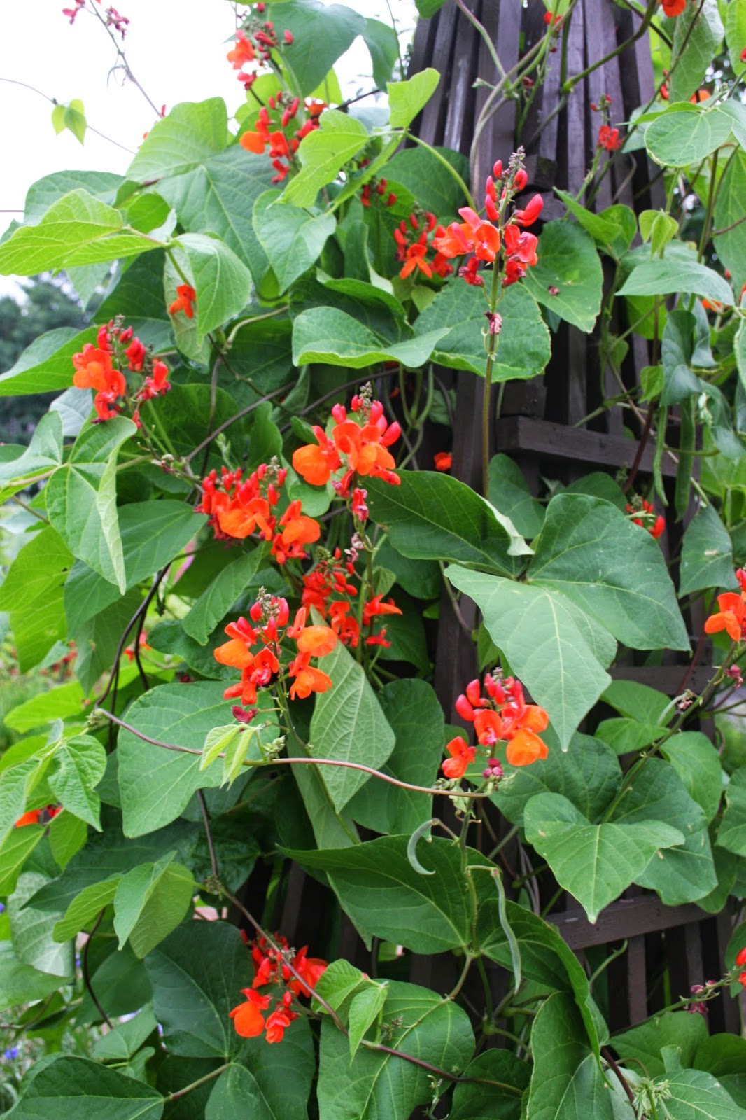 Siniunikon: Kotka Redutti