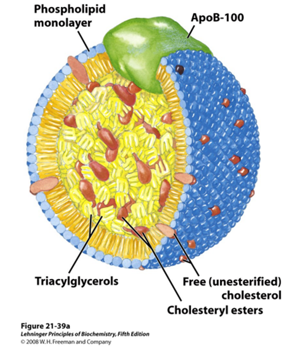 BIOQUÍMICA GENERAL: 2.-continua,