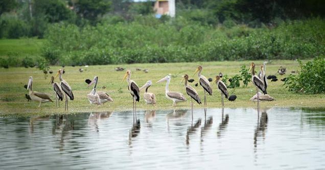 Variety of Migratory Waterbirds at Keelnathur Lake - ARUNACHALA BIRDS