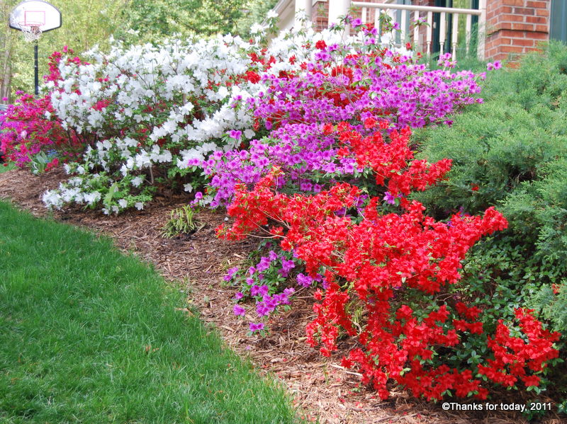 Thanks for today.: April Azaleas and Busy-ness in the Garden