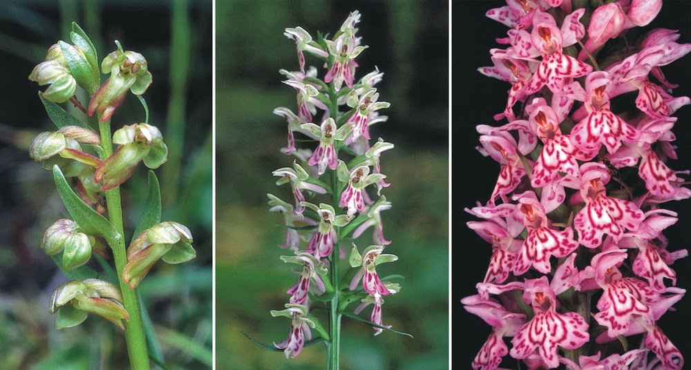 Scientia amabilis: Szeretetre méltó tudomány: Hibrid orchideák