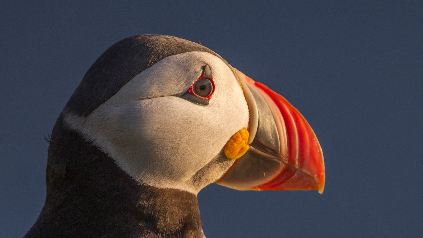tromsofoto.net: Hornøya - Seabird Paradise