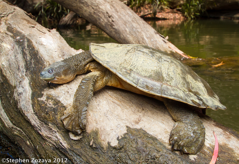 Genus Rheodytes - Kura kura sungai Fitzroy ( Fitzroy River turtle ...