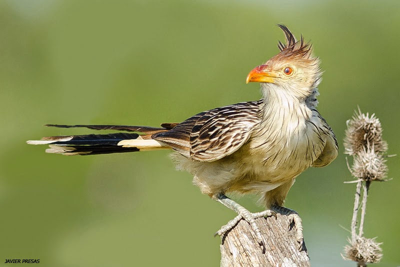 Cultura Guaraní: El pirincho (Guira guira)