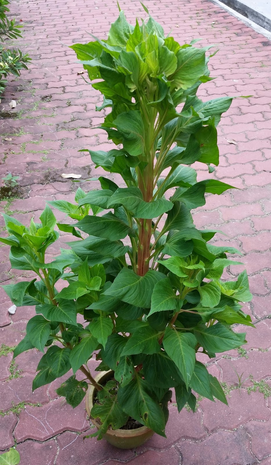Warisan Petani: Pokok Bunga Balung Ayam