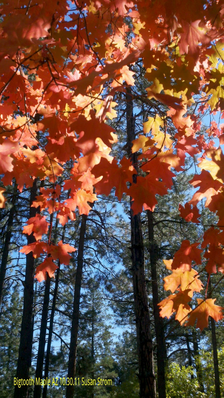 Fall is Calling You: Finding Fall in Arizona