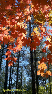 Fall is Calling You: Finding Fall in Arizona