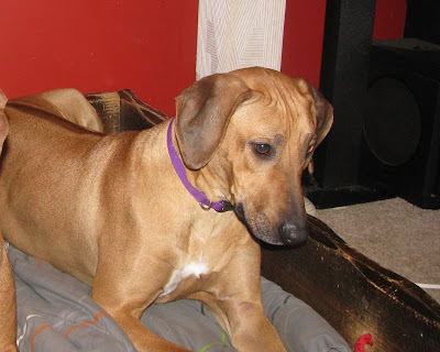 MR Ridgebacks: Our Ridgeback Family