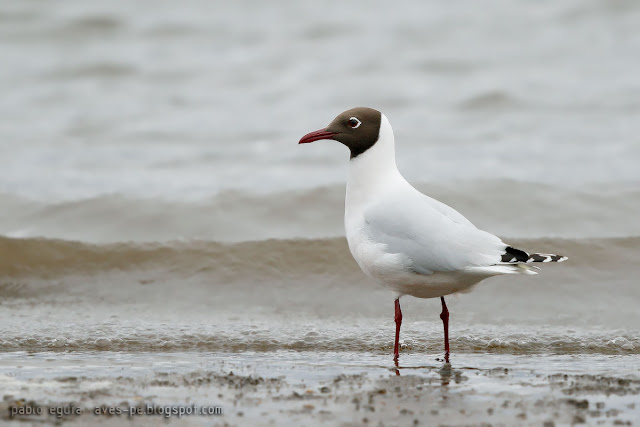 mis fotos de aves: Larus maculipennis Gaviota Capucho Café Brown-hooded ...
