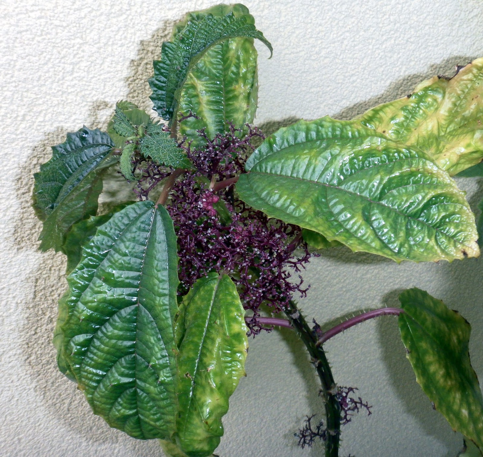 Scirpidiella's Plants: Urtigão, Shrubby Nettle (Urera cf. nitida)