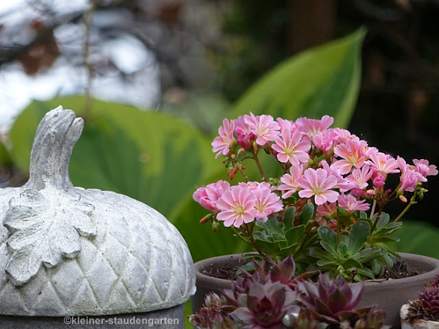 kleiner-staudengarten