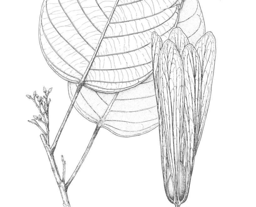 ALAM TUMBUHAN: KELUARGA MERANTI / MERANTIA [Dipterocarpaceae family]