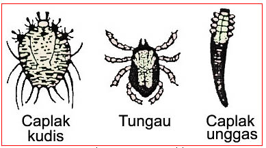 Tungau pada burung kenari | SAUNG KENARI