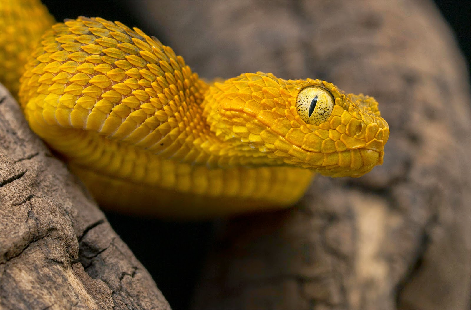 ΦΙΔΙ BUSH VIPER photos - wallpapers (ανανεωμένο) | the fun bank