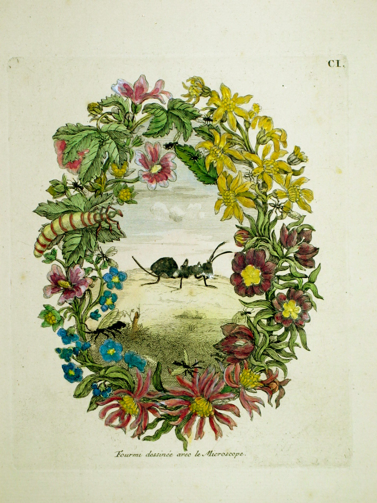 paradis express: Maria Sybilla Merian