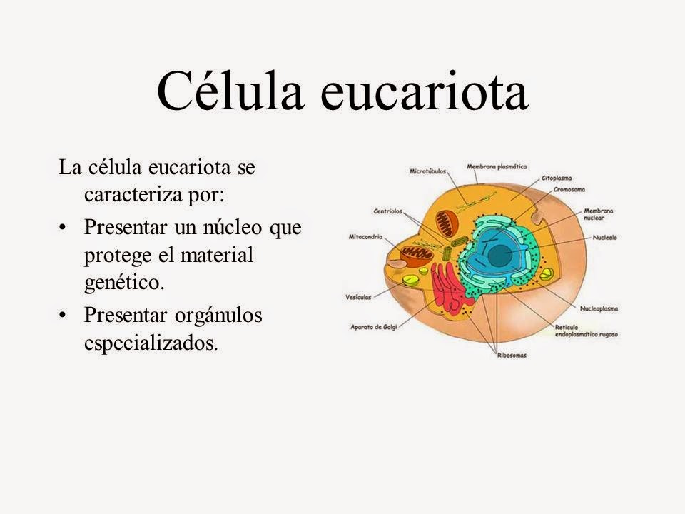 ESTRUCTURA CELULAR: Célula eucariota