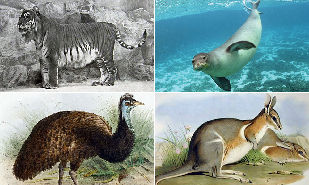Veja fotos de 15 animais que foram extintos nos últimos 250 anos - Rede ...
