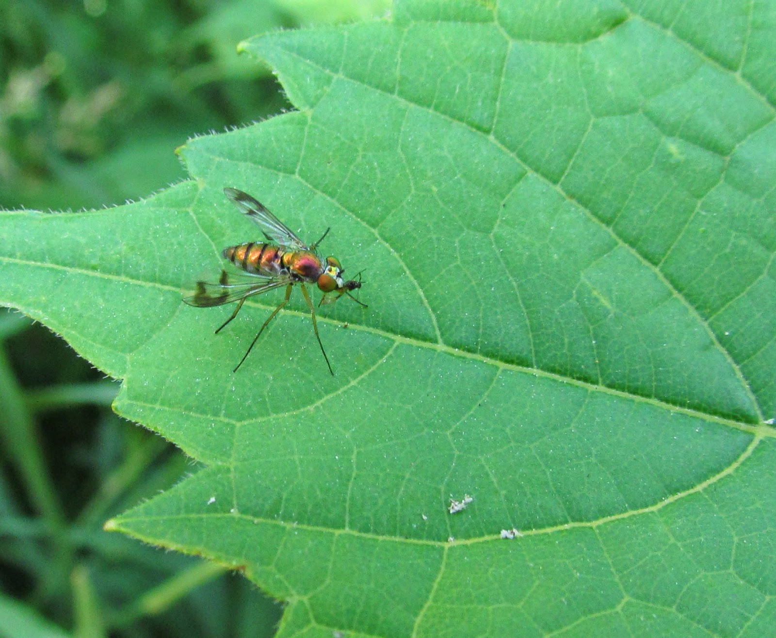 Bug Eric: Long-legged Flies