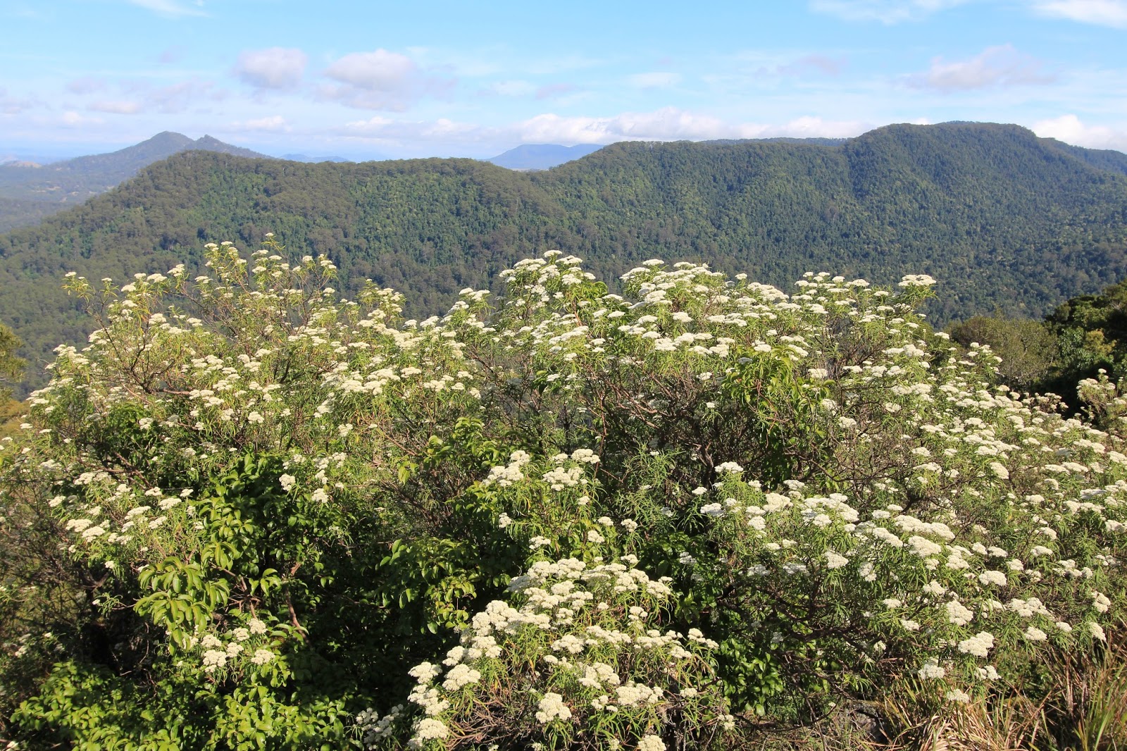 awildland: A Royal Affair – Mt Royal National Park